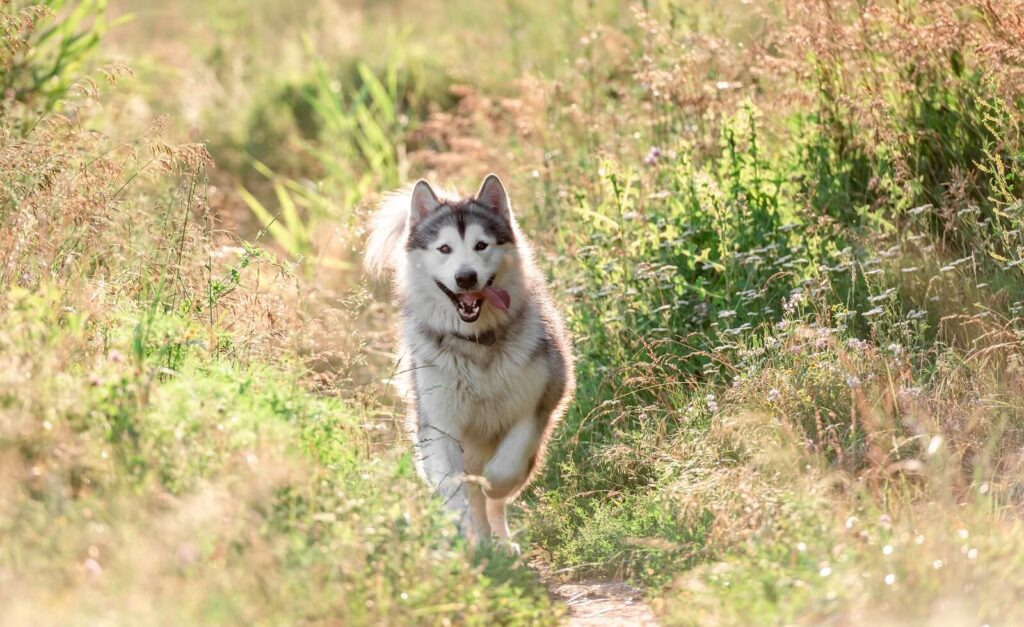 10 Dog Breeds That Look Like Huskies - The Fit Pets