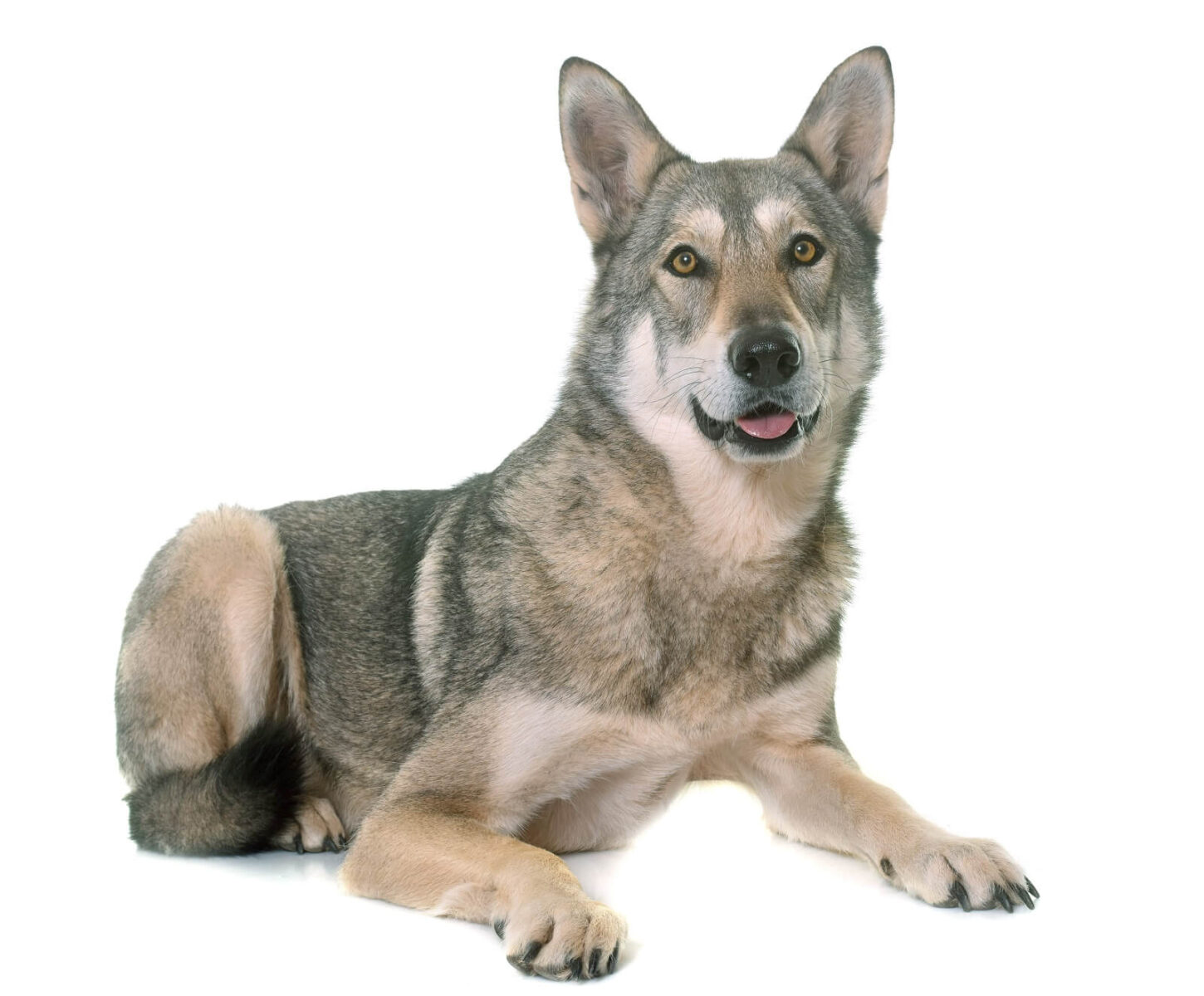 10 Dog Breeds That Look Like Huskies - The Fit Pets