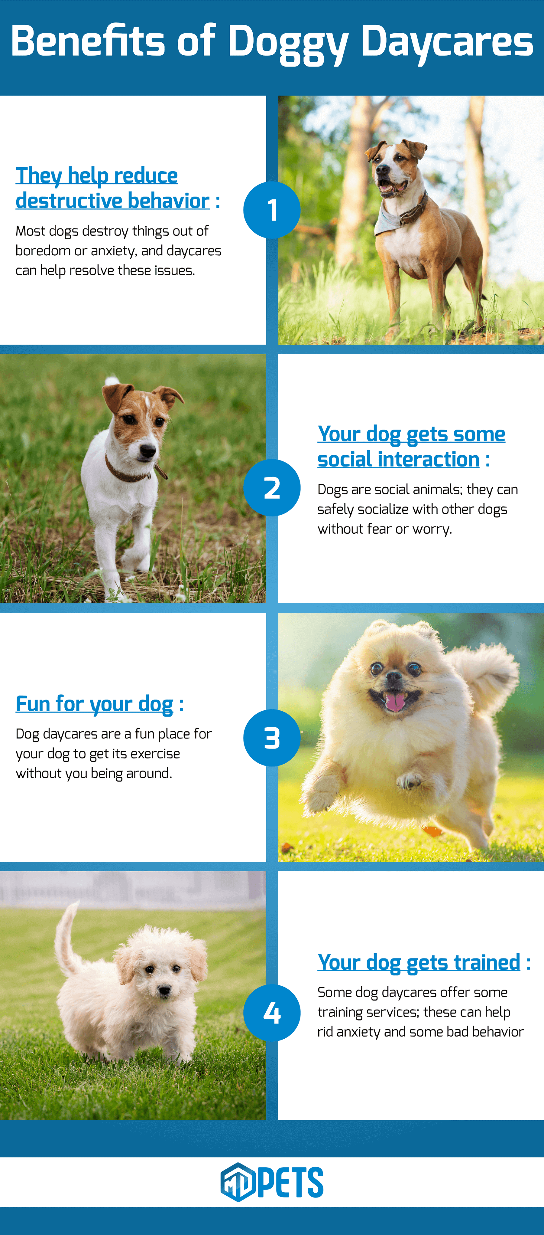 Is Doggie Daycare Bad For Dogs