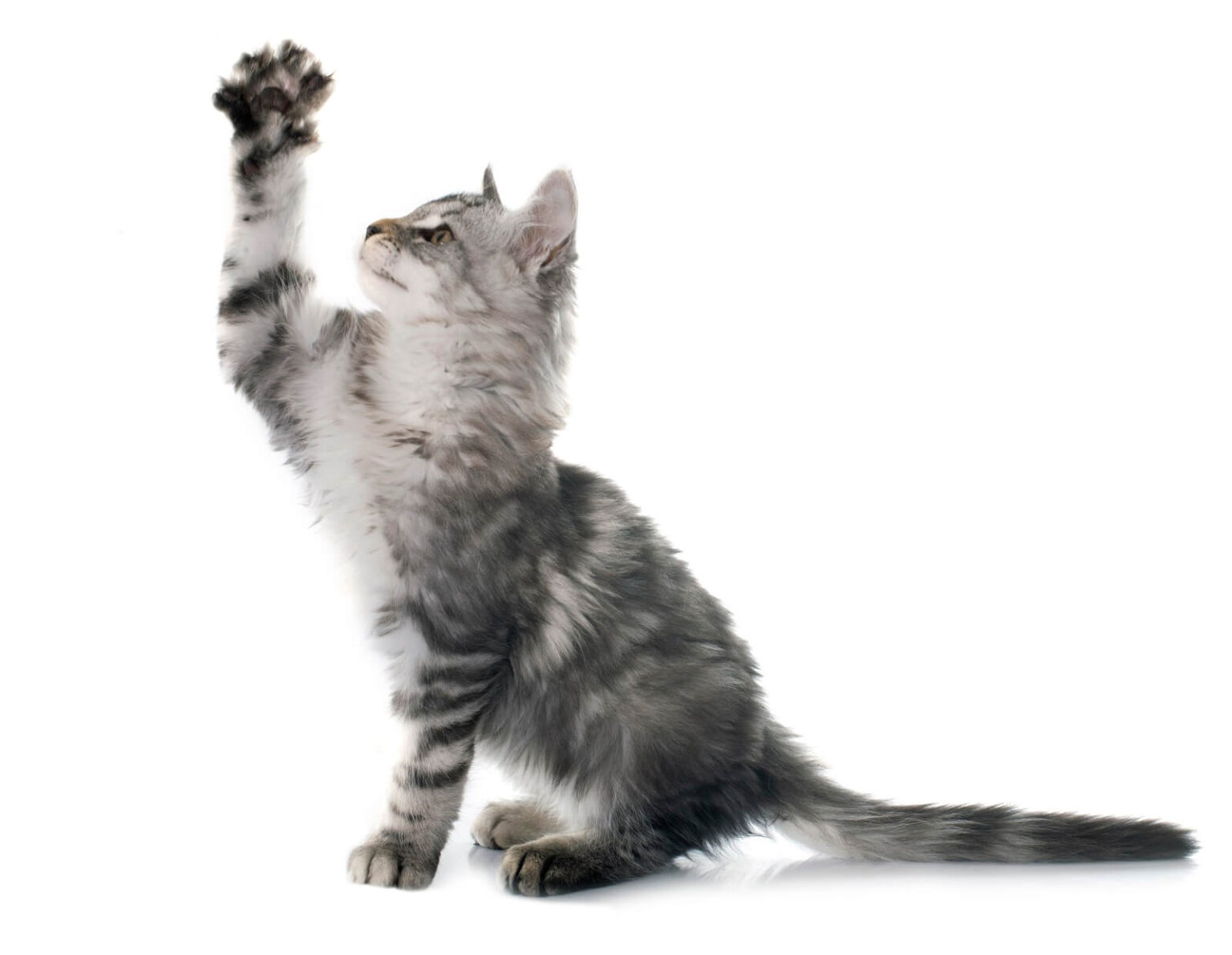 Why Does My Cat Reach His Paw Out To Me? - The Fit Pets