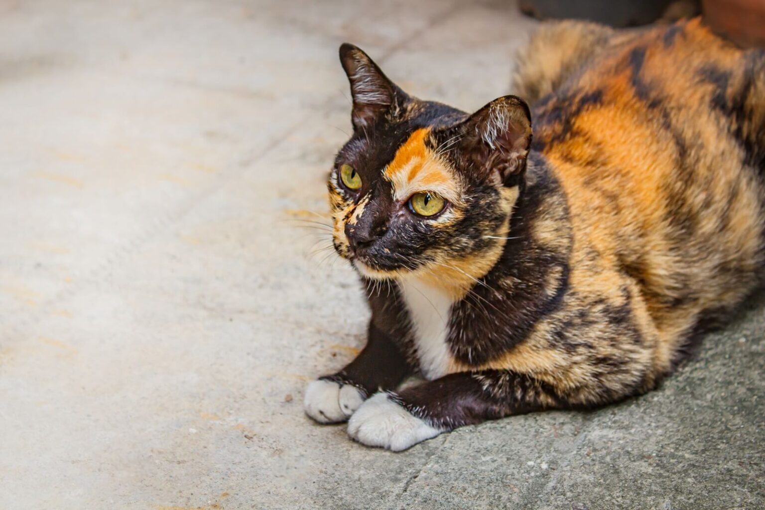 Calico Cats — Colors, Lifespan, Personality, and Fun Facts. - The Fit Pets