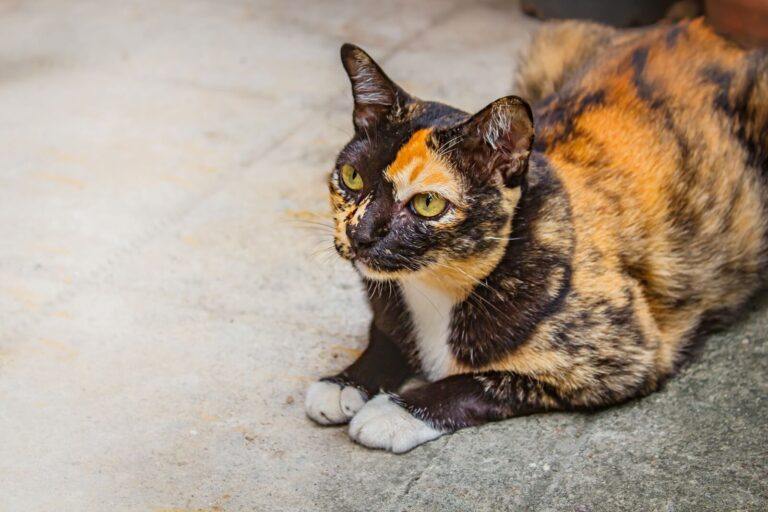 Calico Cats — Colors, Lifespan, Personality, and Fun Facts. - The Fit Pets