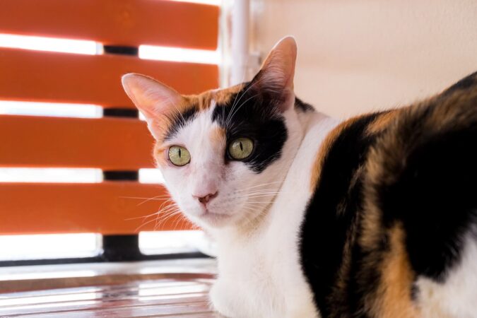 Calico Cats — Colors, Lifespan, Personality, and Fun Facts. - The Fit Pets