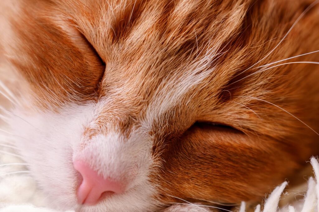 Why Do Cats Have Wet Noses? - The Fit Pets