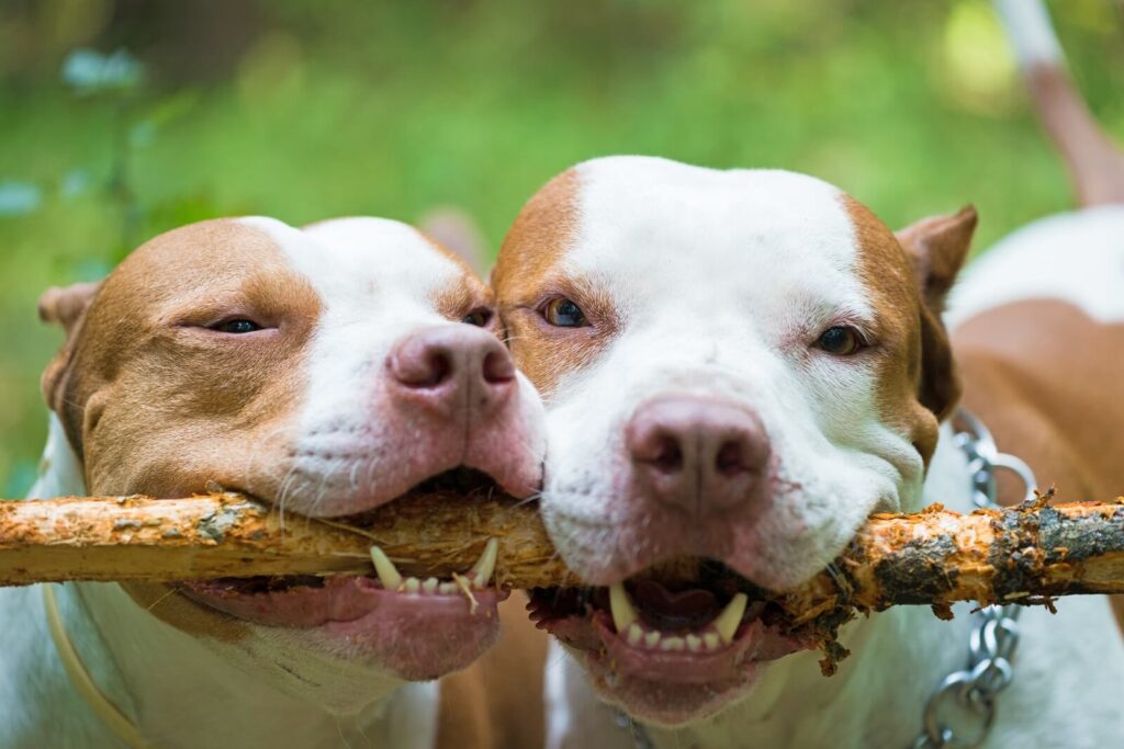 Why Do Dogs Chew On Wood And How To Stop It? - The Fit Pets