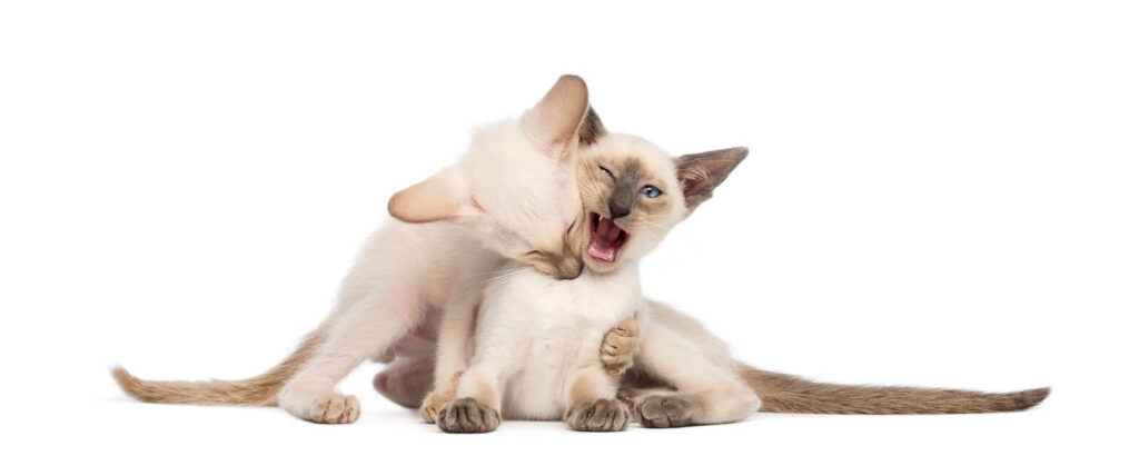 How To Stop My Cat From Bullying My Other Cat? - The Fit Pets