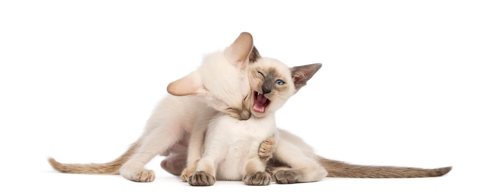 How To Stop My Cat From Bullying My Other Cat? - The Fit Pets