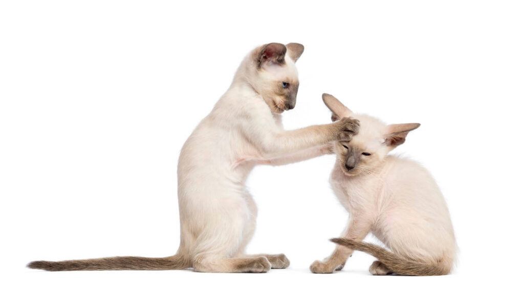 How To Stop My Cat From Bullying My Other Cat? - The Fit Pets