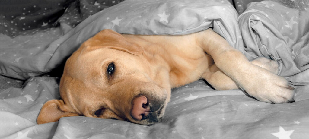 Dog Restless At Night? Here's What To Do - The Fit Pets