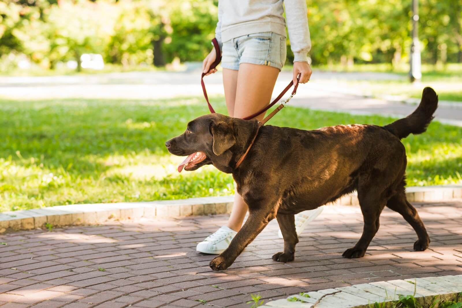 10 Common Dog Behavior Problems - The Fit Pets