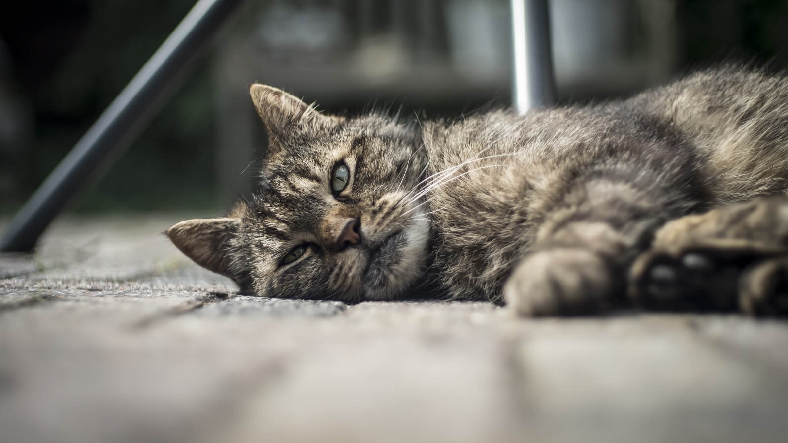 Signs Your Cat Is Dying And It Is Time To Say Goodbye The Fit Pets Signs Your Cat Is Dying And It Is Time To Say Goodbye The Fit Pets
