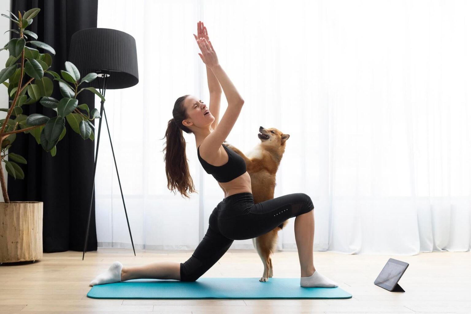 Reasons Why Your Dog Humps at You and How to Stop It - The Fit Pets