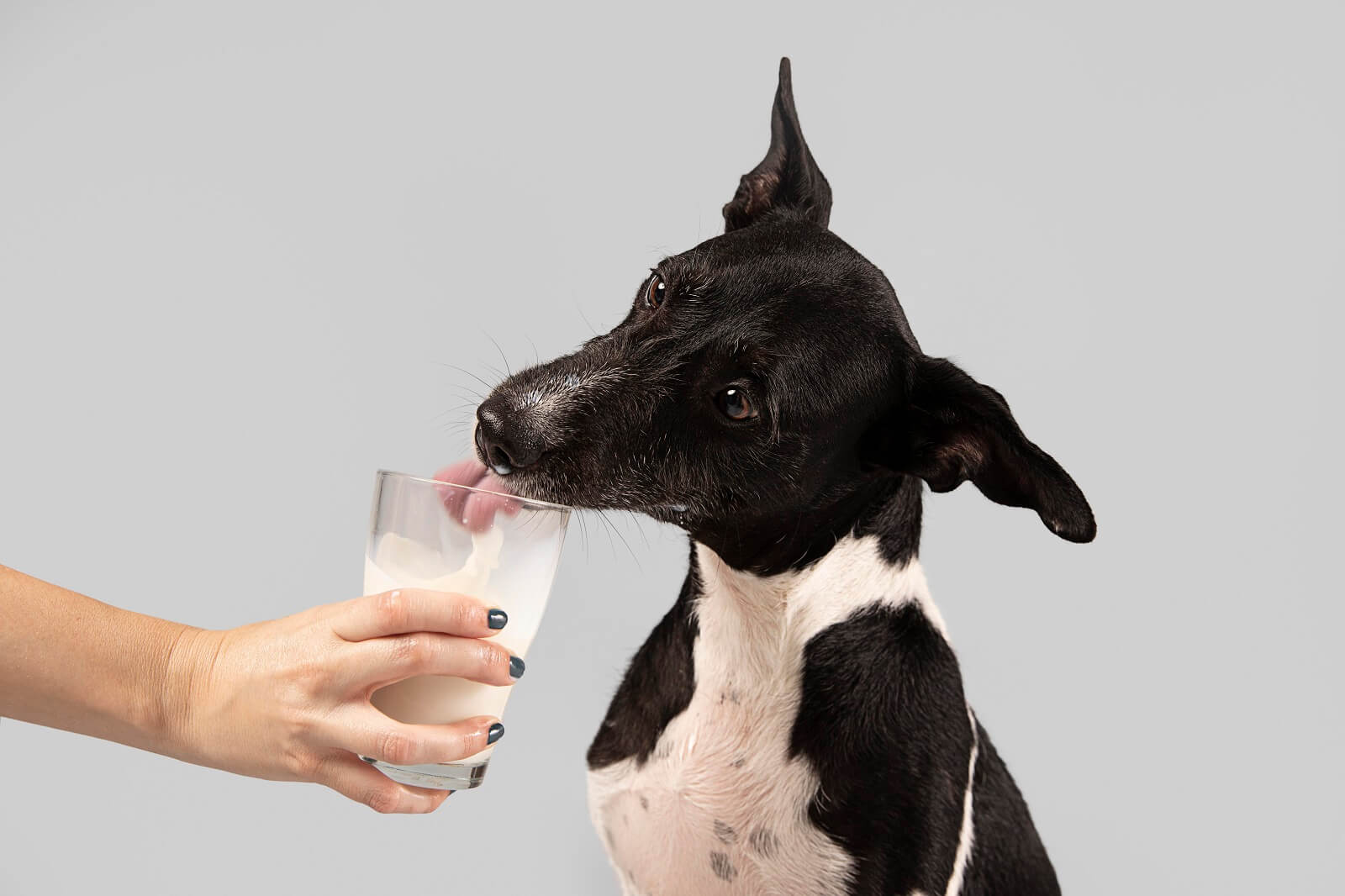 Can Dogs Drink Oat Milk - What You Need To Know - The Fit Pets