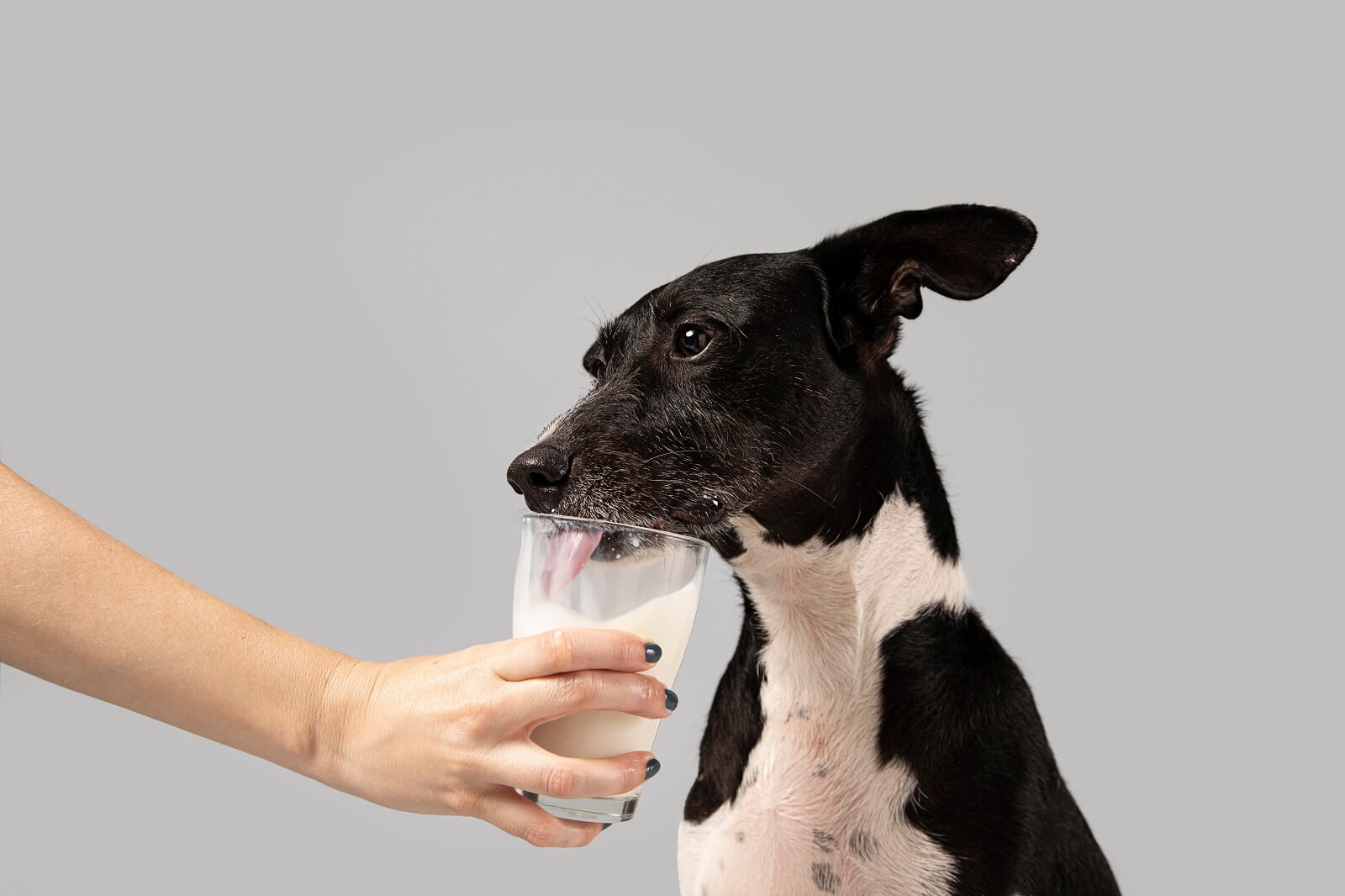 Can Dogs Drink Oat Milk What You Need To Know The Fit Pets