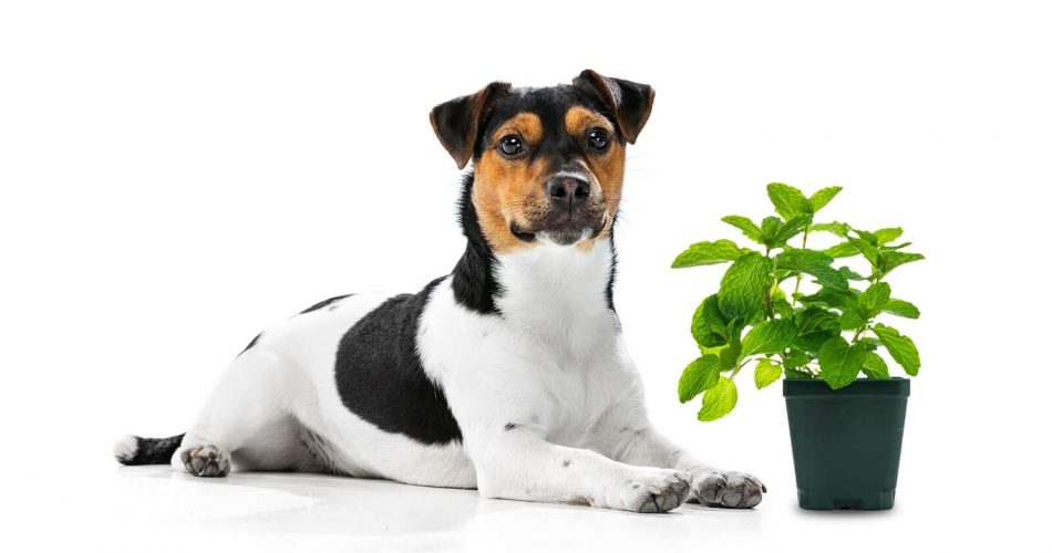 Do Dogs Like The Smell Of Peppermint The Fit Pets Do Dogs Like The Smell Of Peppermint The Fit Pets