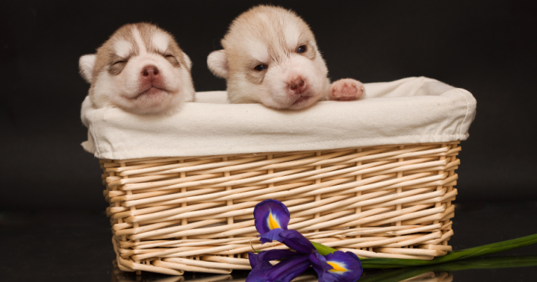 How to Take Care of a Newborn Puppy - 11 Handy Steps! - The Fit Pets