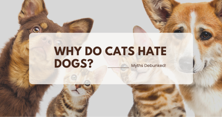 Why Do Cats Hate Dogs? - Myths Debunked! - The Fit Pets