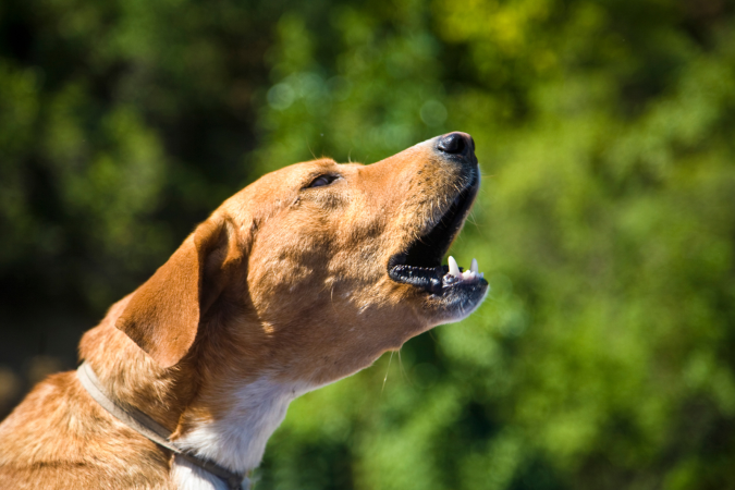 Why Do Cats Hate Dogs? - Myths Debunked! - The Fit Pets
