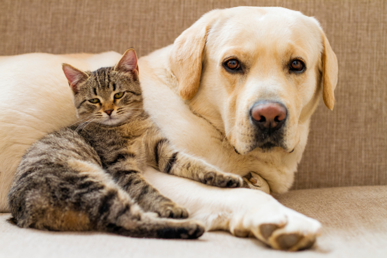 Why Do Cats Hate Dogs? - Myths Debunked! - The Fit Pets
