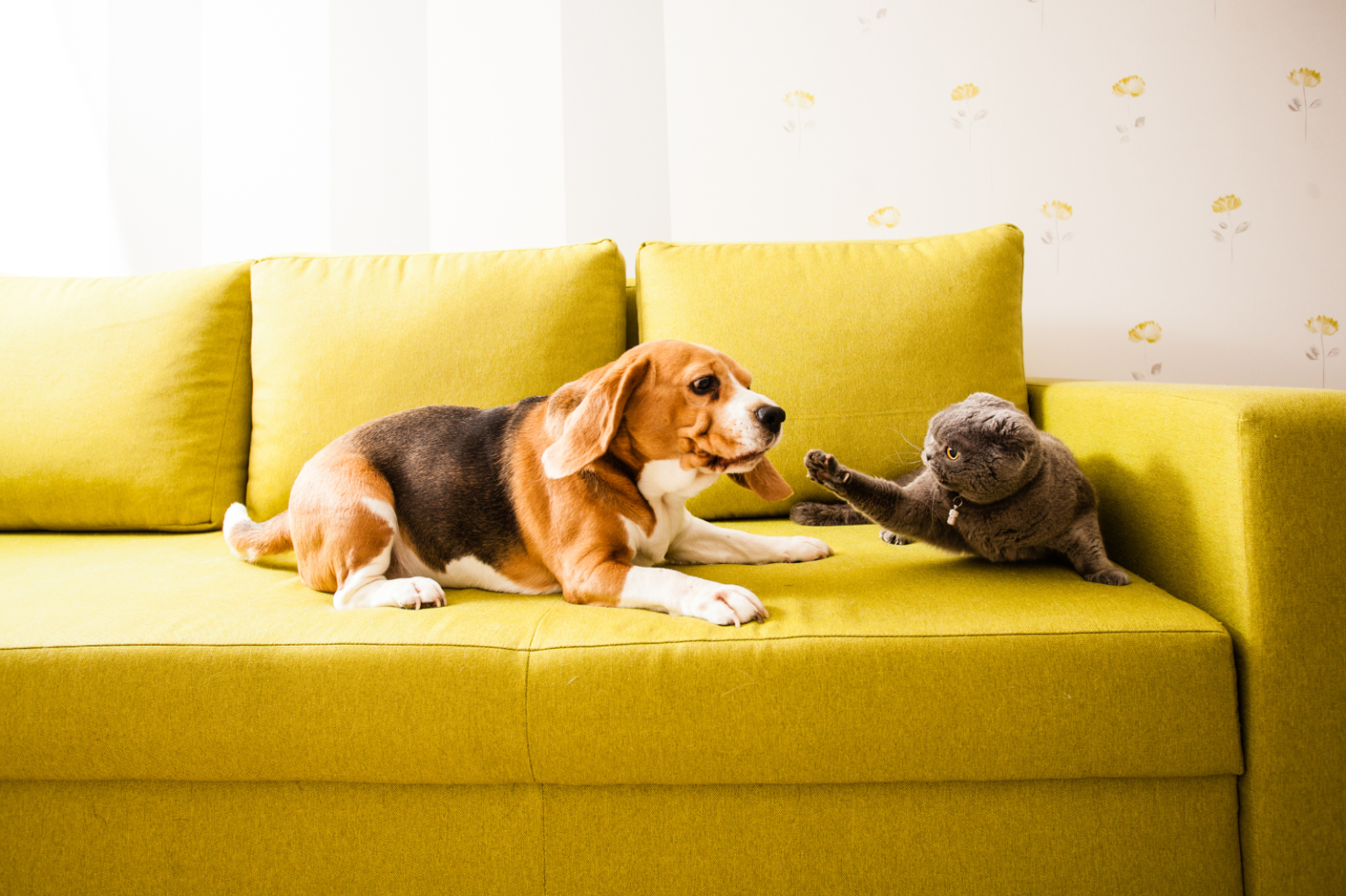 Why Do Cats Hate Dogs? - Myths Debunked! - The Fit Pets