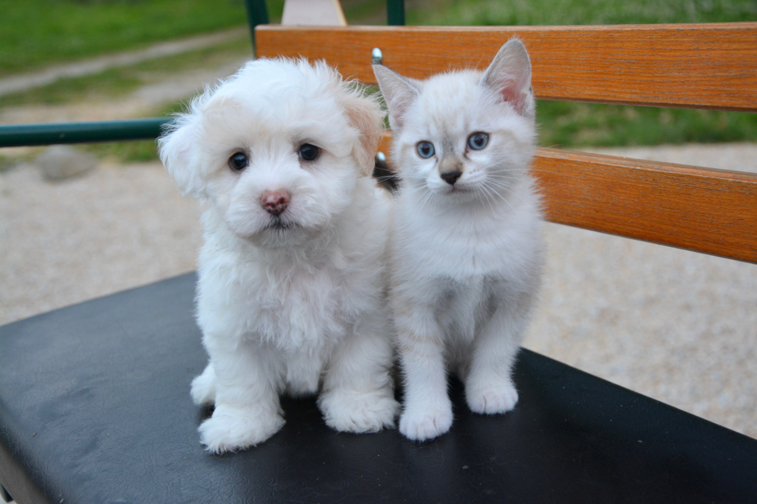 Why Do Cats Hate Dogs? - Myths Debunked! - The Fit Pets
