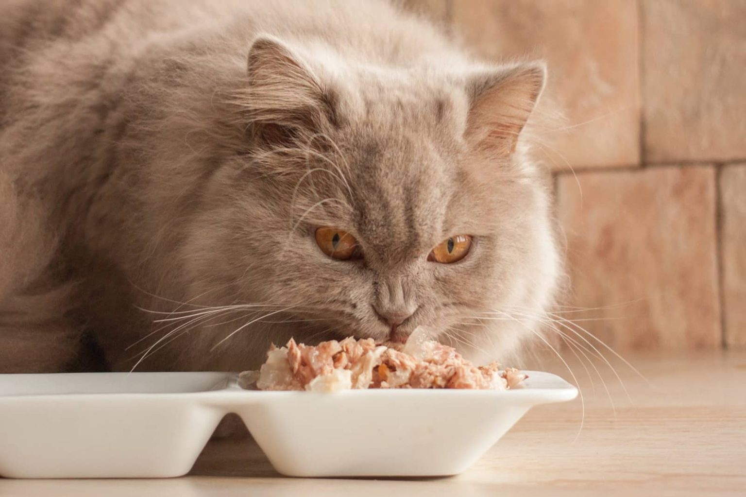 Can Cats Eat Rotisserie Chicken?