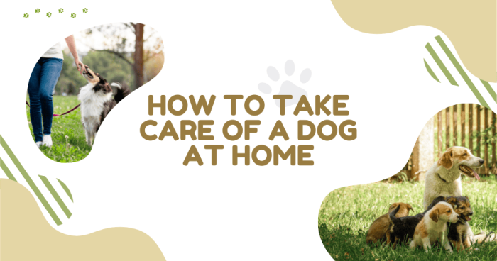 How to Take Care of a Dog at Home?