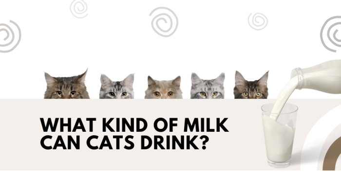 What Kind of Milk Can Cats Drink?
