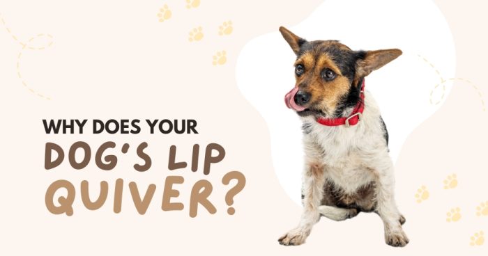 Why Does Your Dog’s Lip Quiver? - The Fit Pets