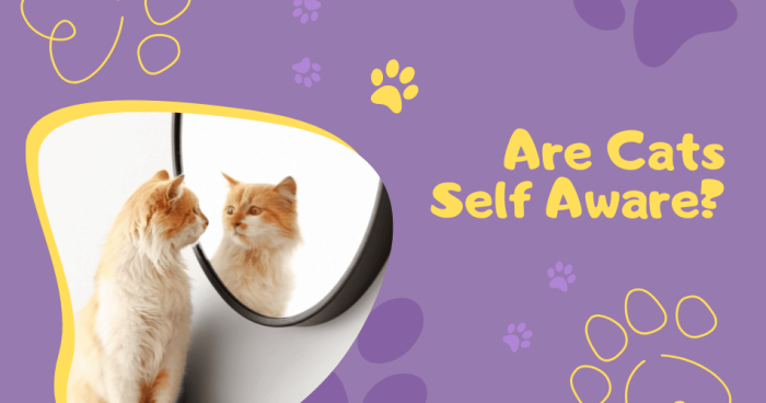 Are Cats Self Aware? (Mirror Test)