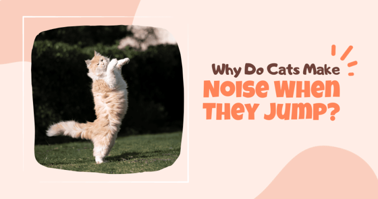 Why Do Cats Make Noise When They Jump? - The Fit Pets