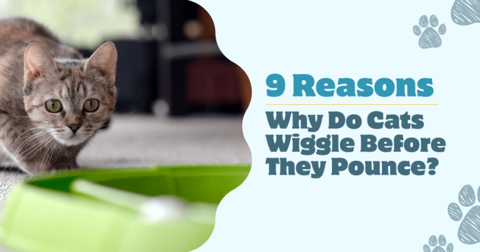 9 Reasons Why Do Cats Wiggle Before They Pounce