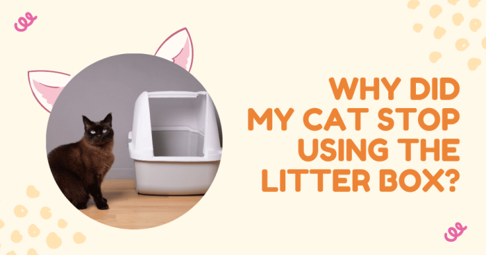 Why Did My Cat Stop Using The Litter Box (9 Reasons & Solutions)