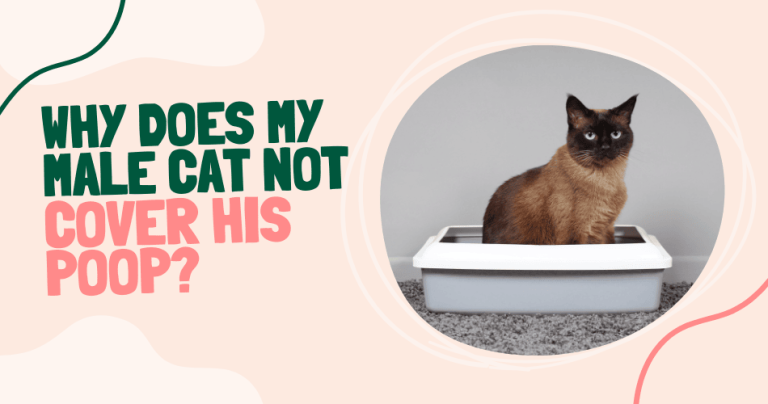 Why Does My Male Cat Not Cover His Poop (Reason & Solution)